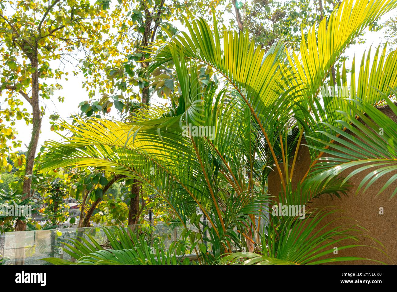 Areca Palm Trees. Tropical gardens with luxuriant dypsis lutescens or ...