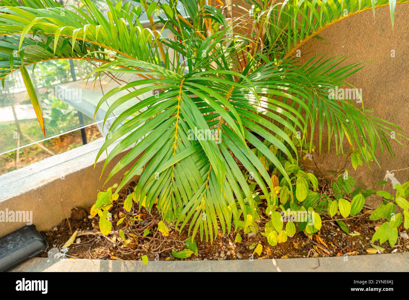 Areca Palm Trees. Tropical gardens with luxuriant dypsis lutescens or ...