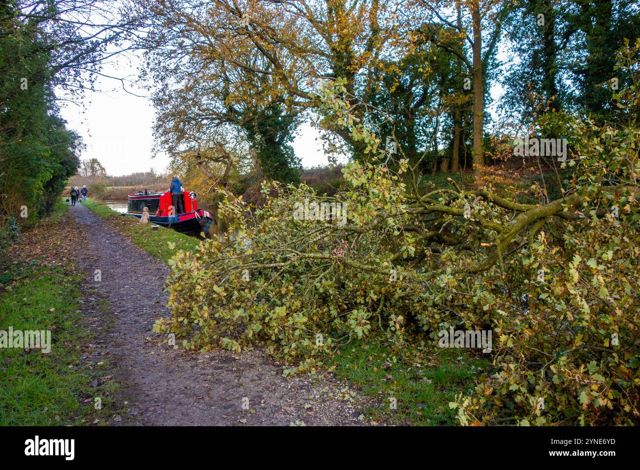 Workmen clearing a fallen tree blocking the Trent and Mersey canal at ...
