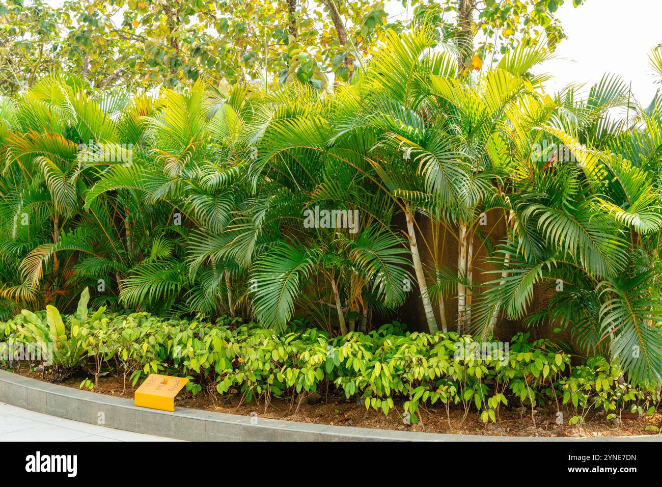 Areca Palm Trees. Tropical gardens with luxuriant dypsis lutescens or ...