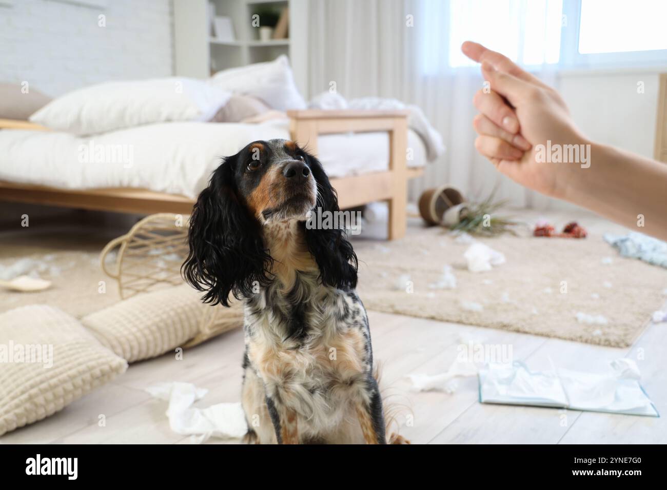 Owner scolding naughty cocker spaniel in messy bedroom, closeup Stock ...