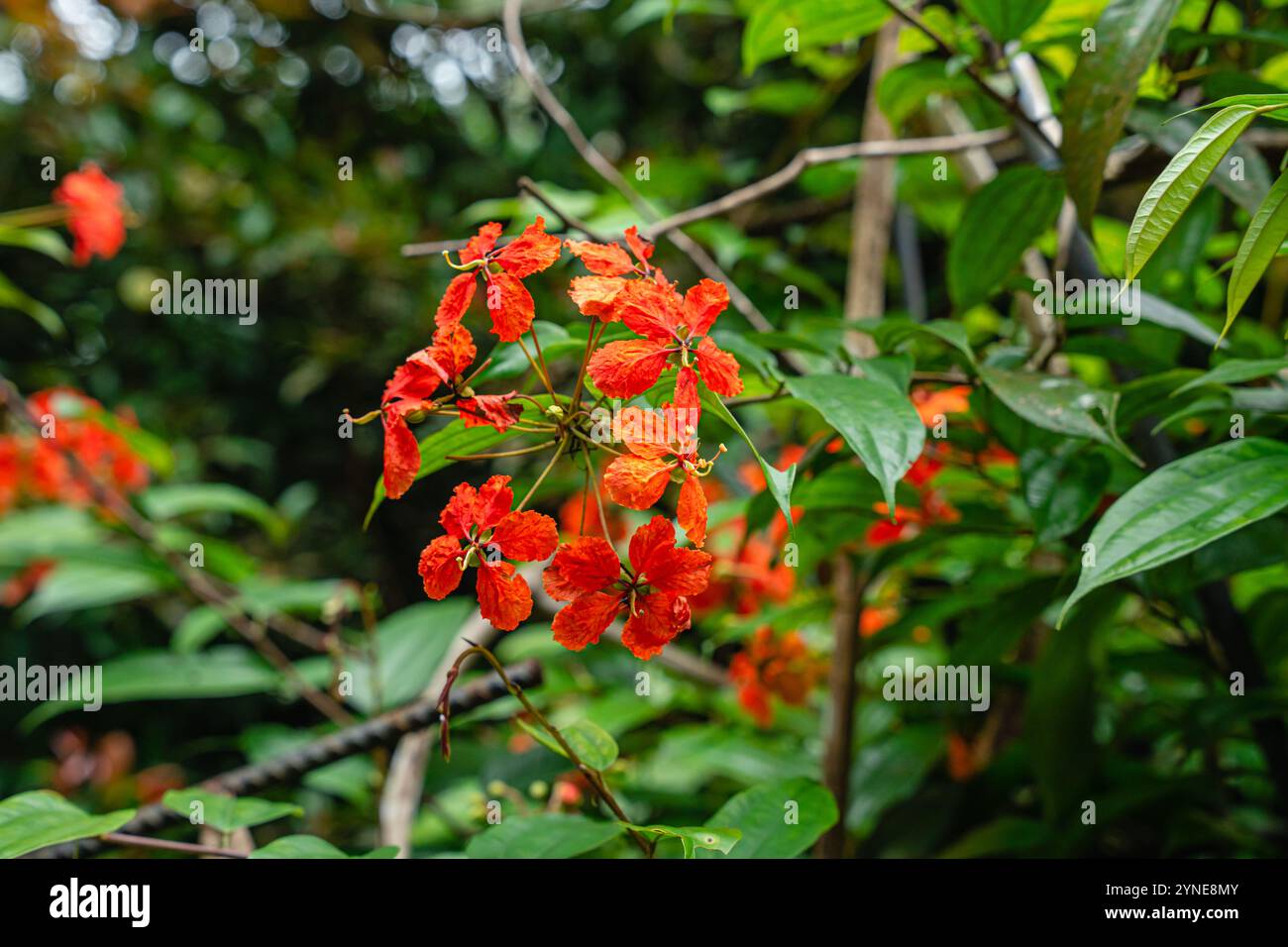 Bunga Phanera Kokiana or Bauhinia kockiana, a genus of flowering plants ...