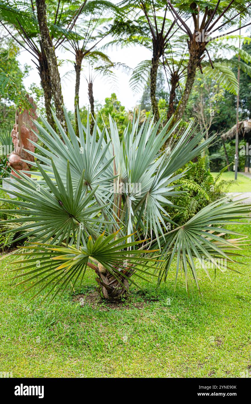 Brahea armata, commonly known as Mexican blue palm or blue hesper palm ...