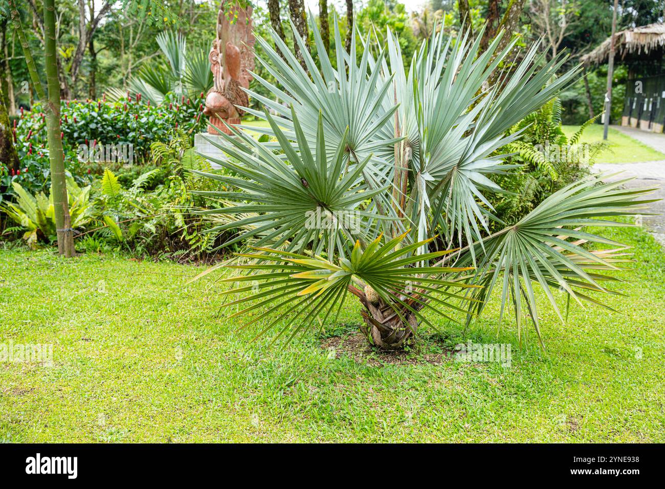 Brahea armata, commonly known as Mexican blue palm or blue hesper palm ...