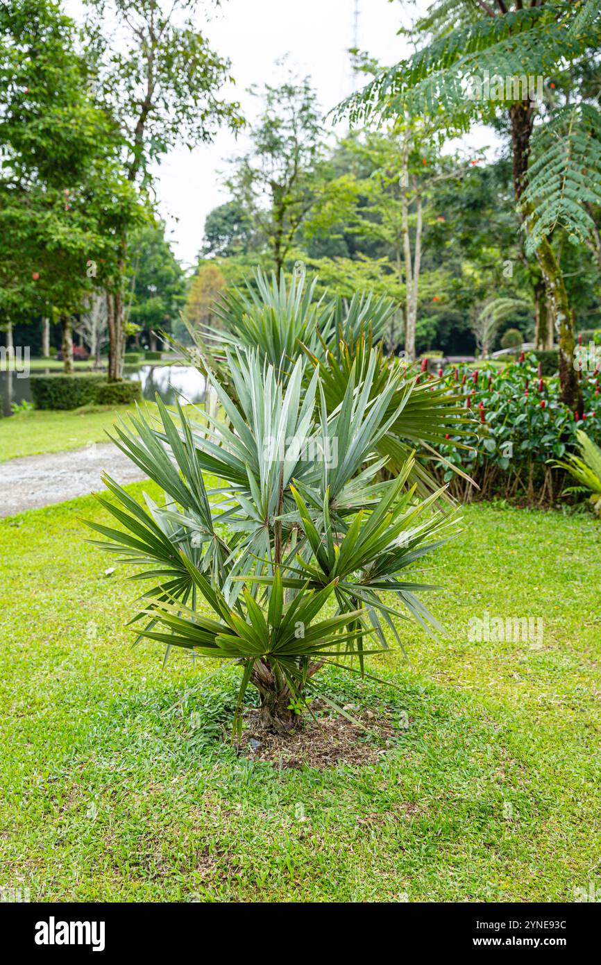 Brahea armata, commonly known as Mexican blue palm or blue hesper palm ...