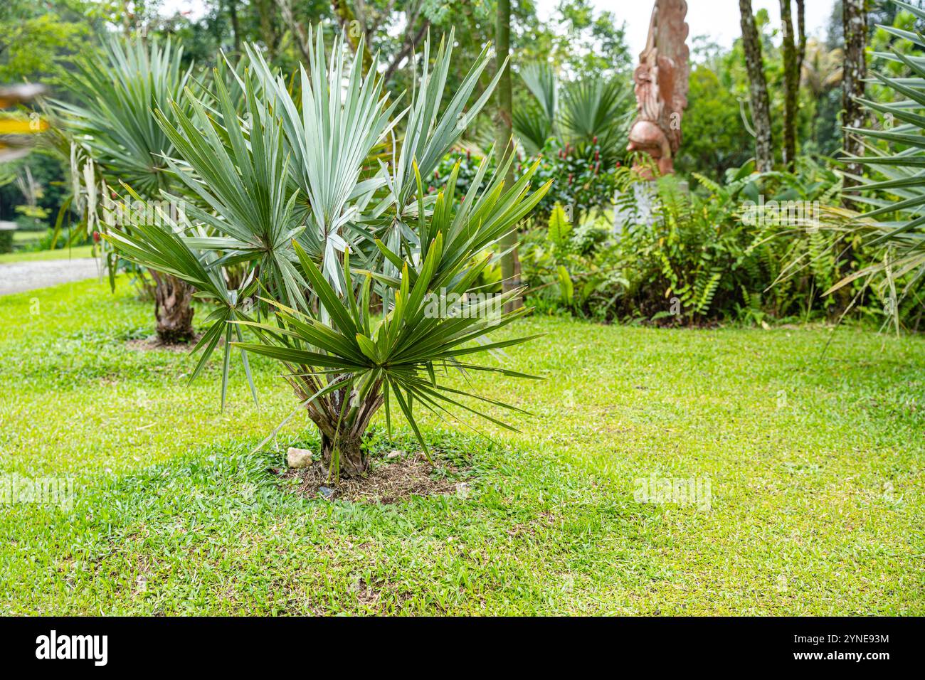 Brahea armata, commonly known as Mexican blue palm or blue hesper palm ...