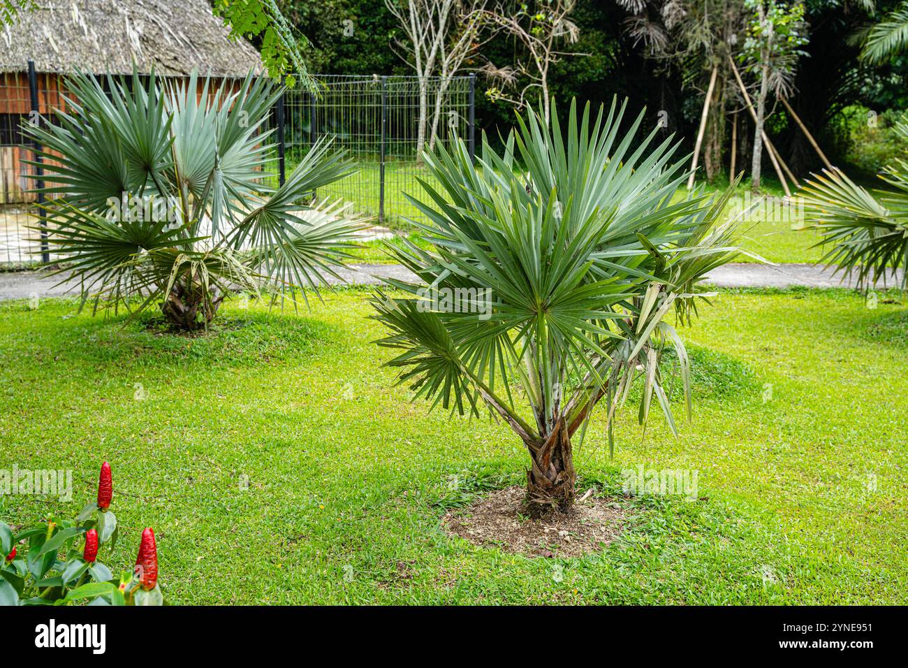 Brahea armata, commonly known as Mexican blue palm or blue hesper palm ...