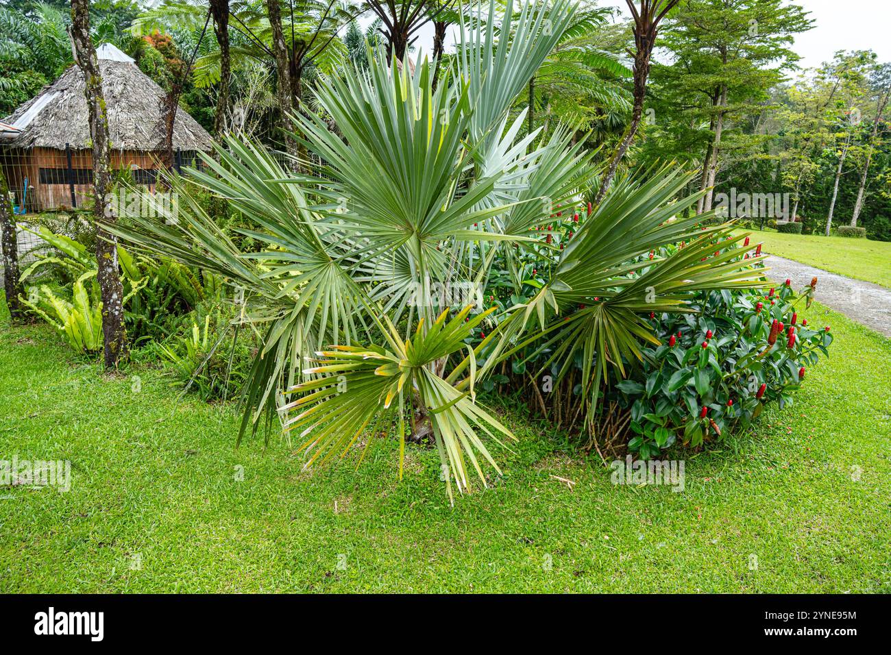 Brahea armata, commonly known as Mexican blue palm or blue hesper palm ...