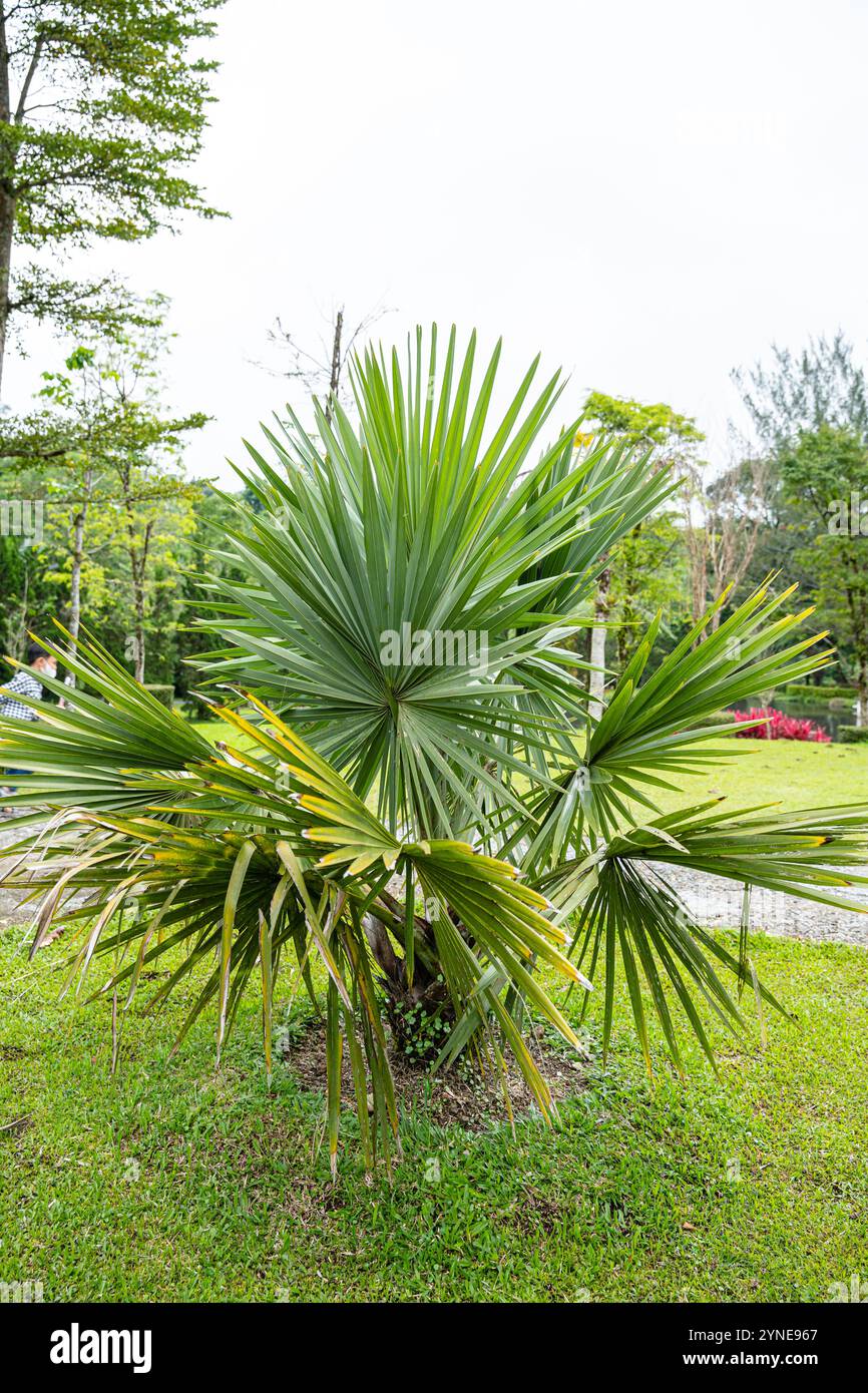 Brahea armata, commonly known as Mexican blue palm or blue hesper palm ...