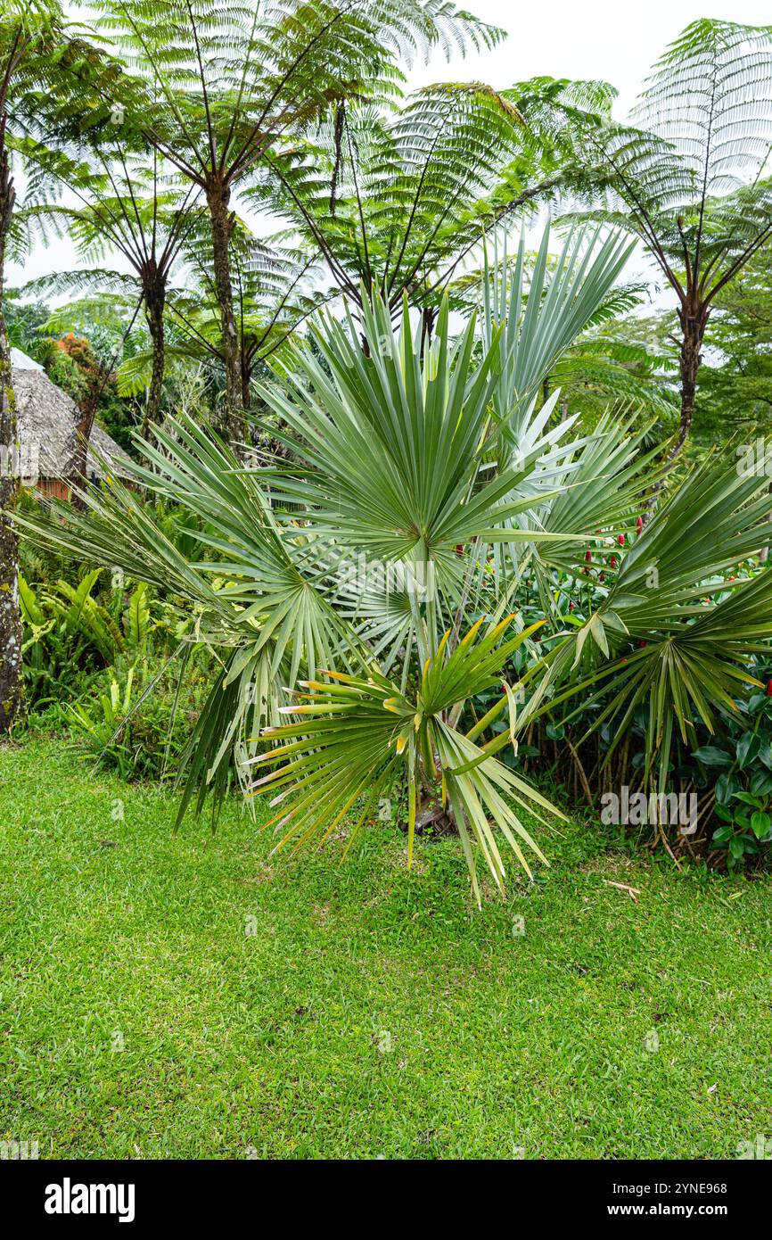Brahea armata, commonly known as Mexican blue palm or blue hesper palm ...