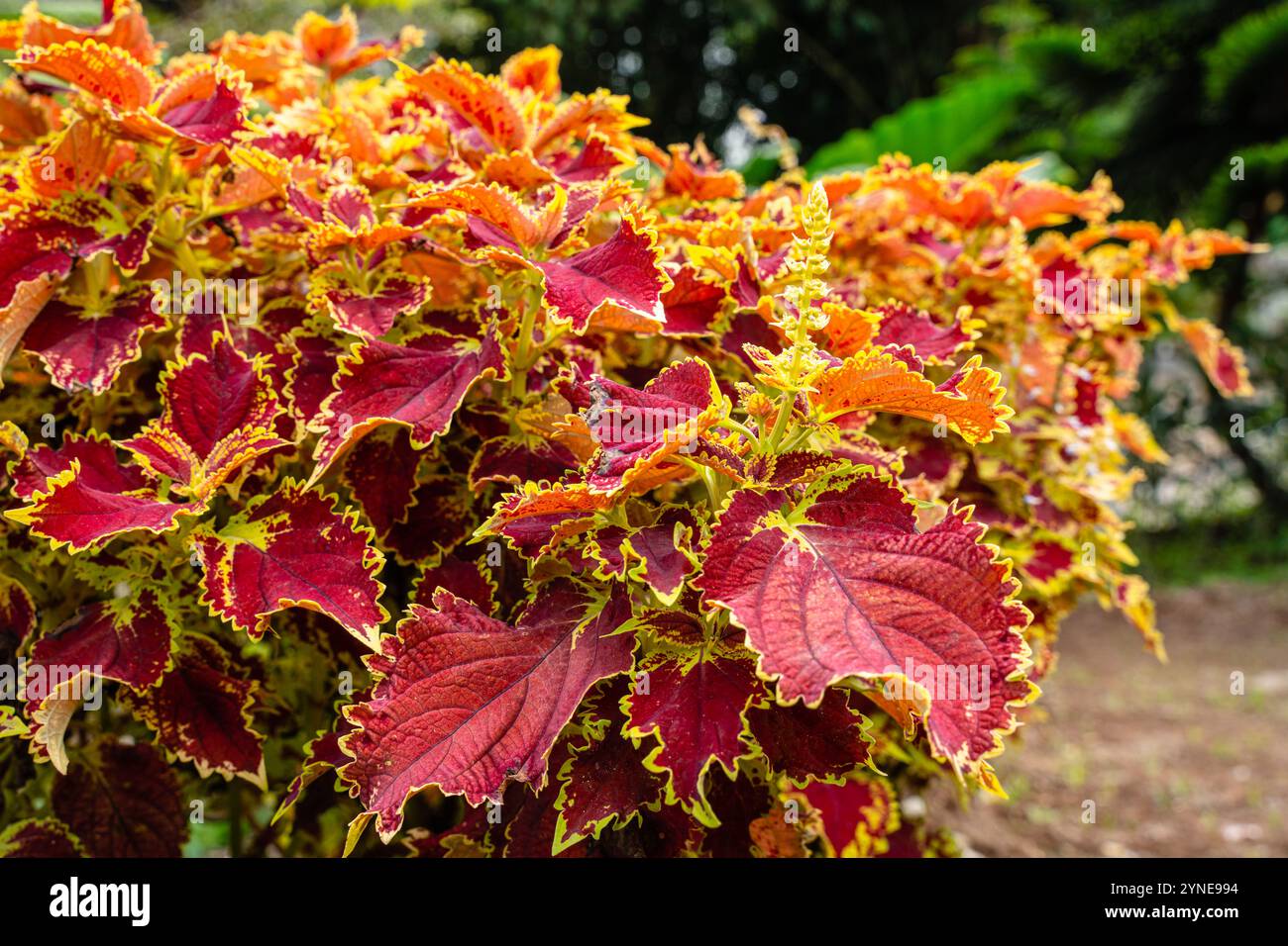 Coleus scutellarioides, commonly known as coleus, is a species of ...