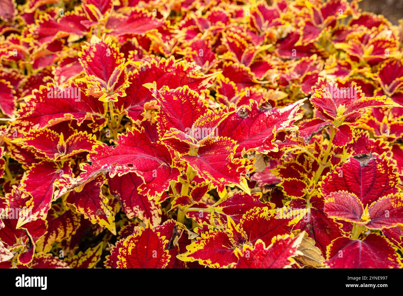 Coleus scutellarioides, commonly known as coleus, is a species of ...