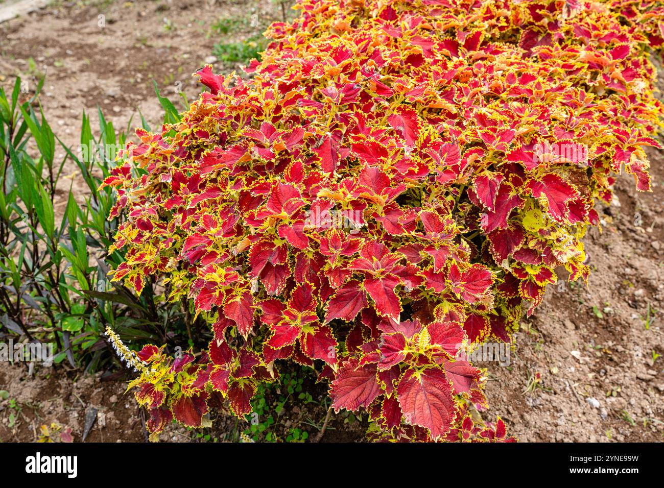Coleus scutellarioides, commonly known as coleus, is a species of ...