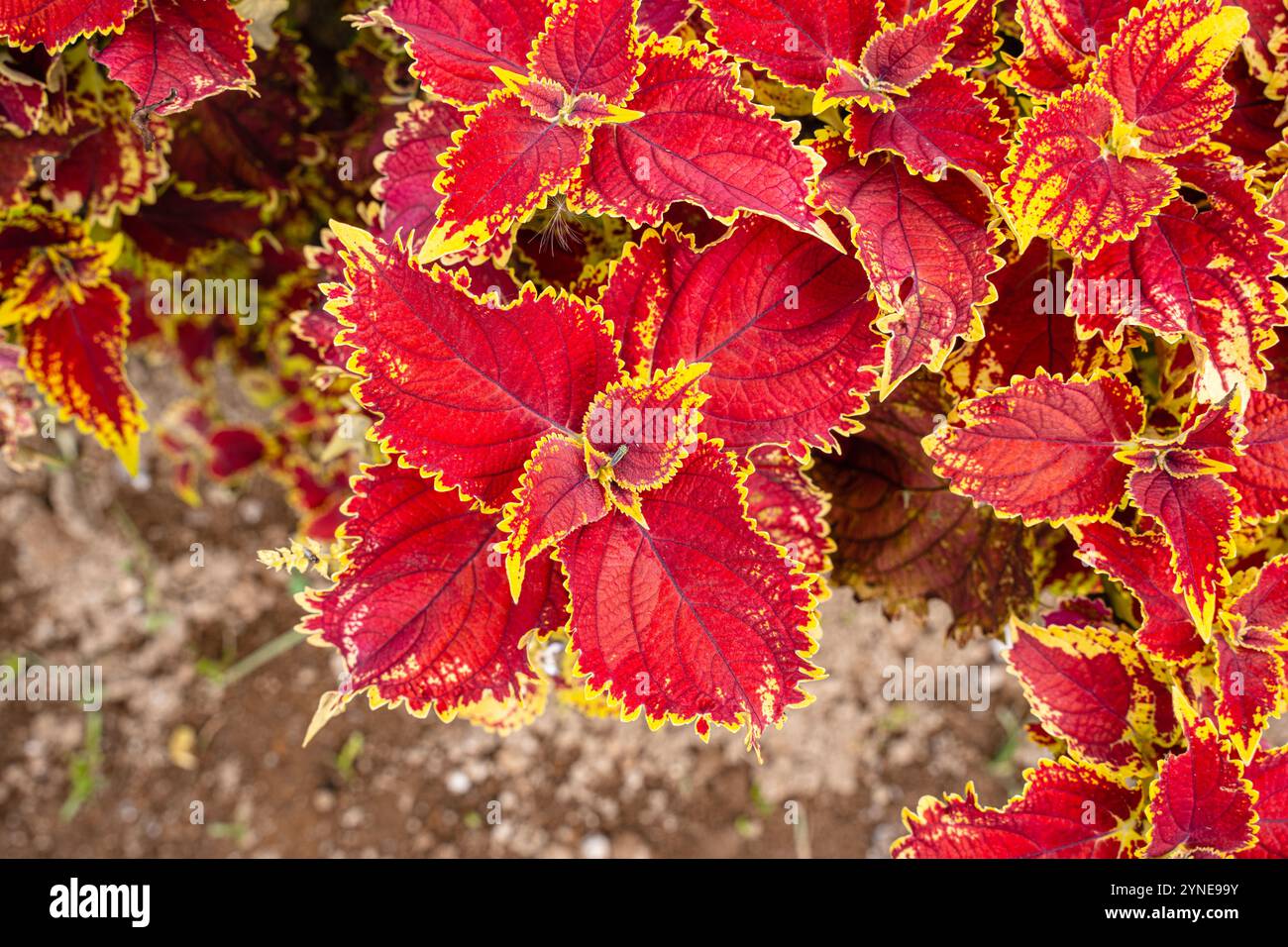 Coleus scutellarioides, commonly known as coleus, is a species of ...