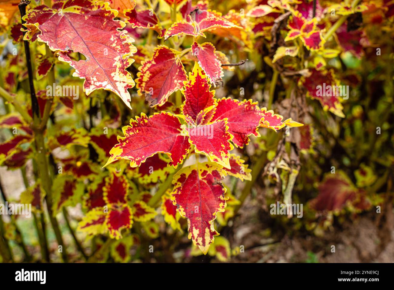 Coleus scutellarioides, commonly known as coleus, is a species of ...
