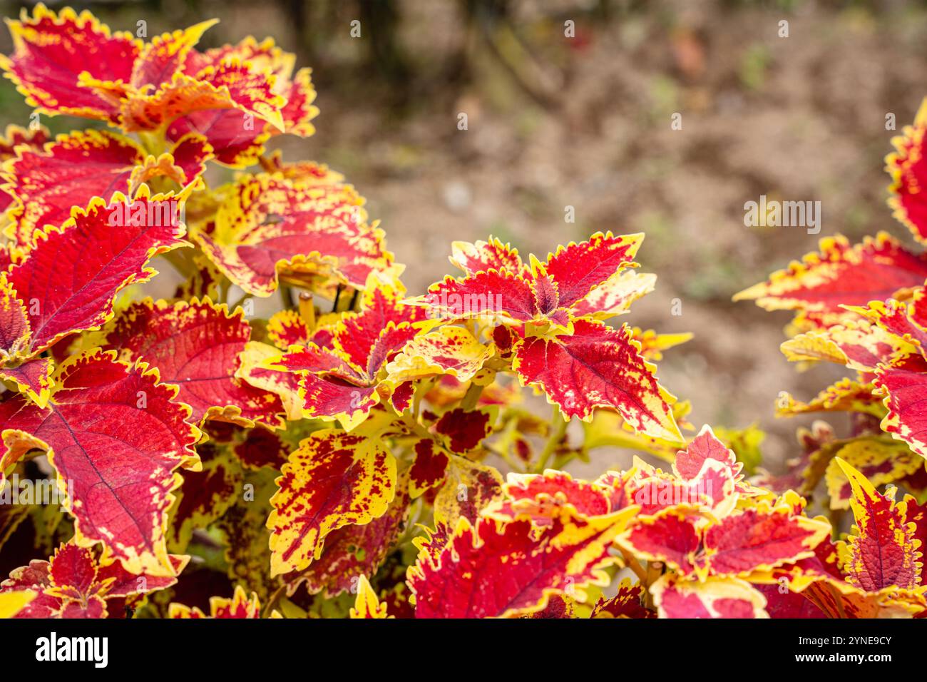 Coleus scutellarioides, commonly known as coleus, is a species of ...