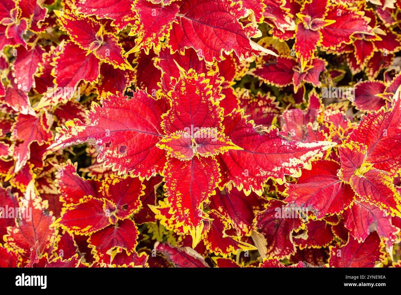 Coleus scutellarioides, commonly known as coleus, is a species of ...
