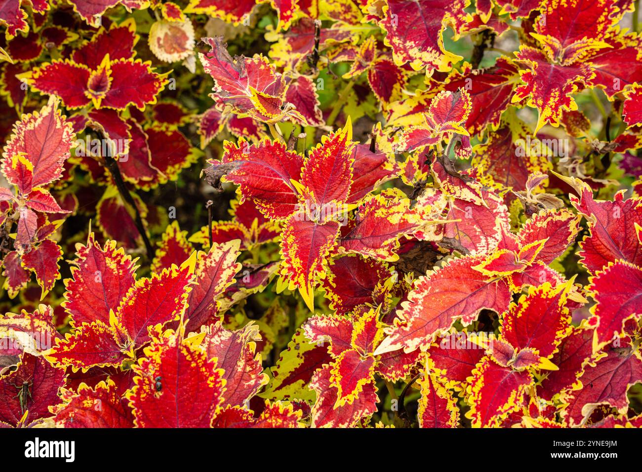 Coleus scutellarioides, commonly known as coleus, is a species of ...