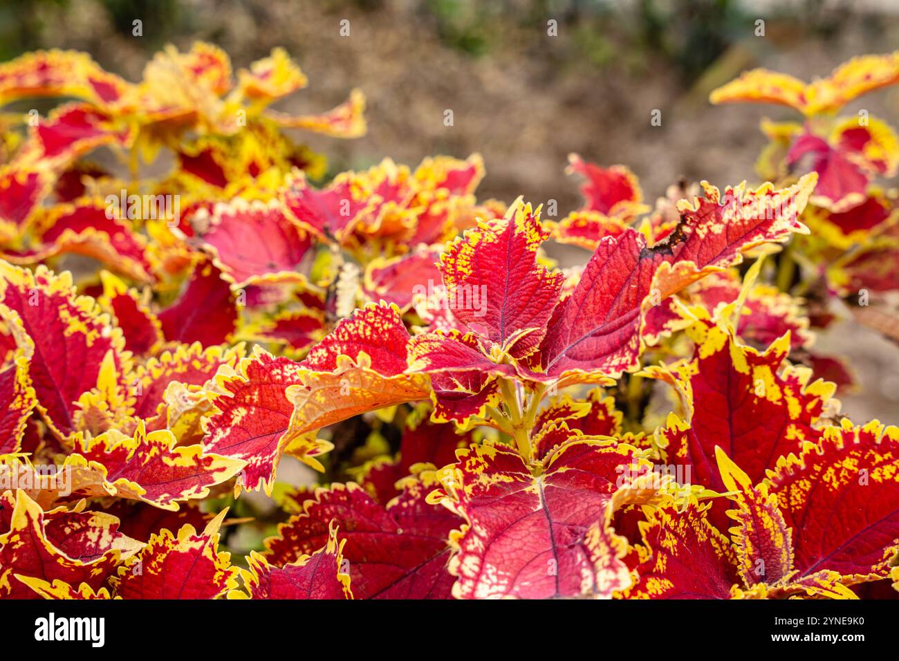 Coleus scutellarioides, commonly known as coleus, is a species of ...