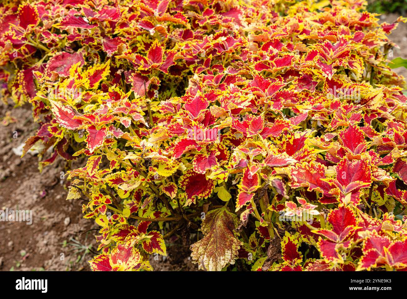 Coleus scutellarioides, commonly known as coleus, is a species of ...
