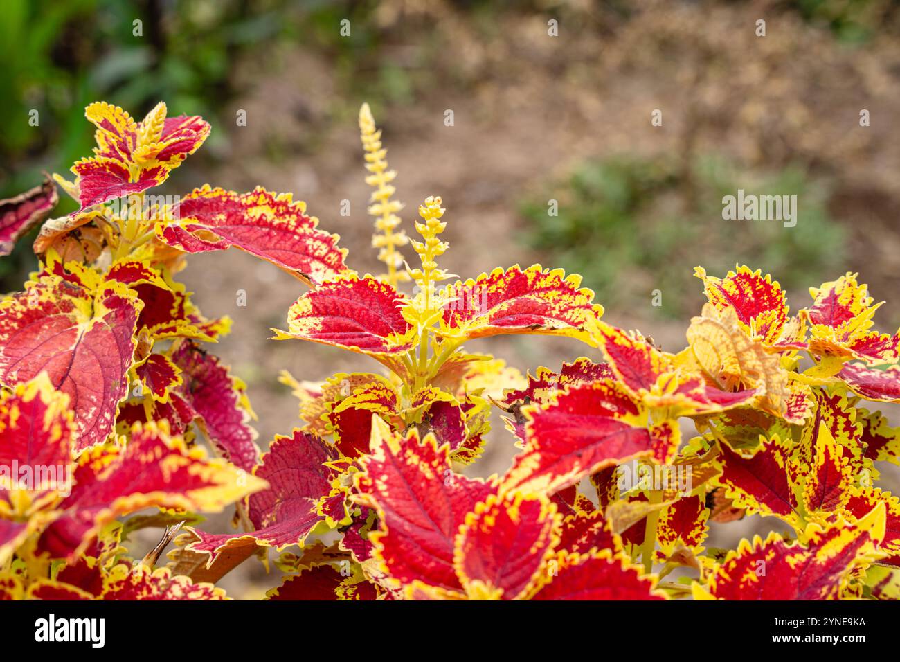 Coleus scutellarioides, commonly known as coleus, is a species of ...