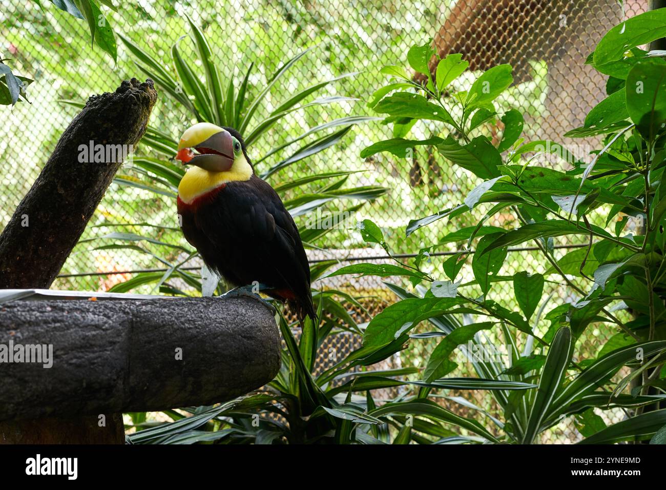 Vara Blanca, Costa Rica - November 14, 2024 - toucan in the La Paz ...