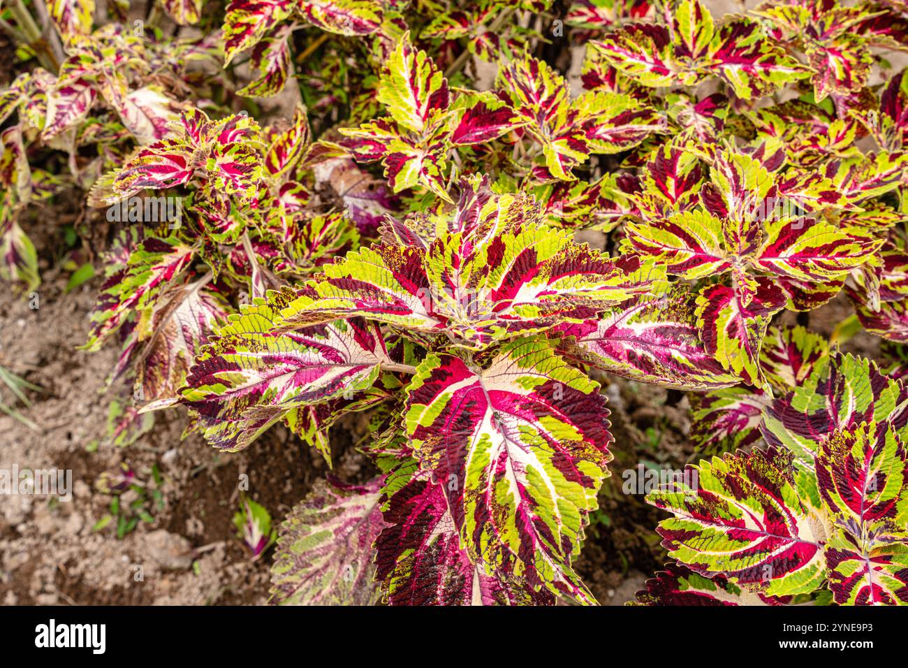 Coleus scutellarioides, commonly known as coleus, is a species of ...