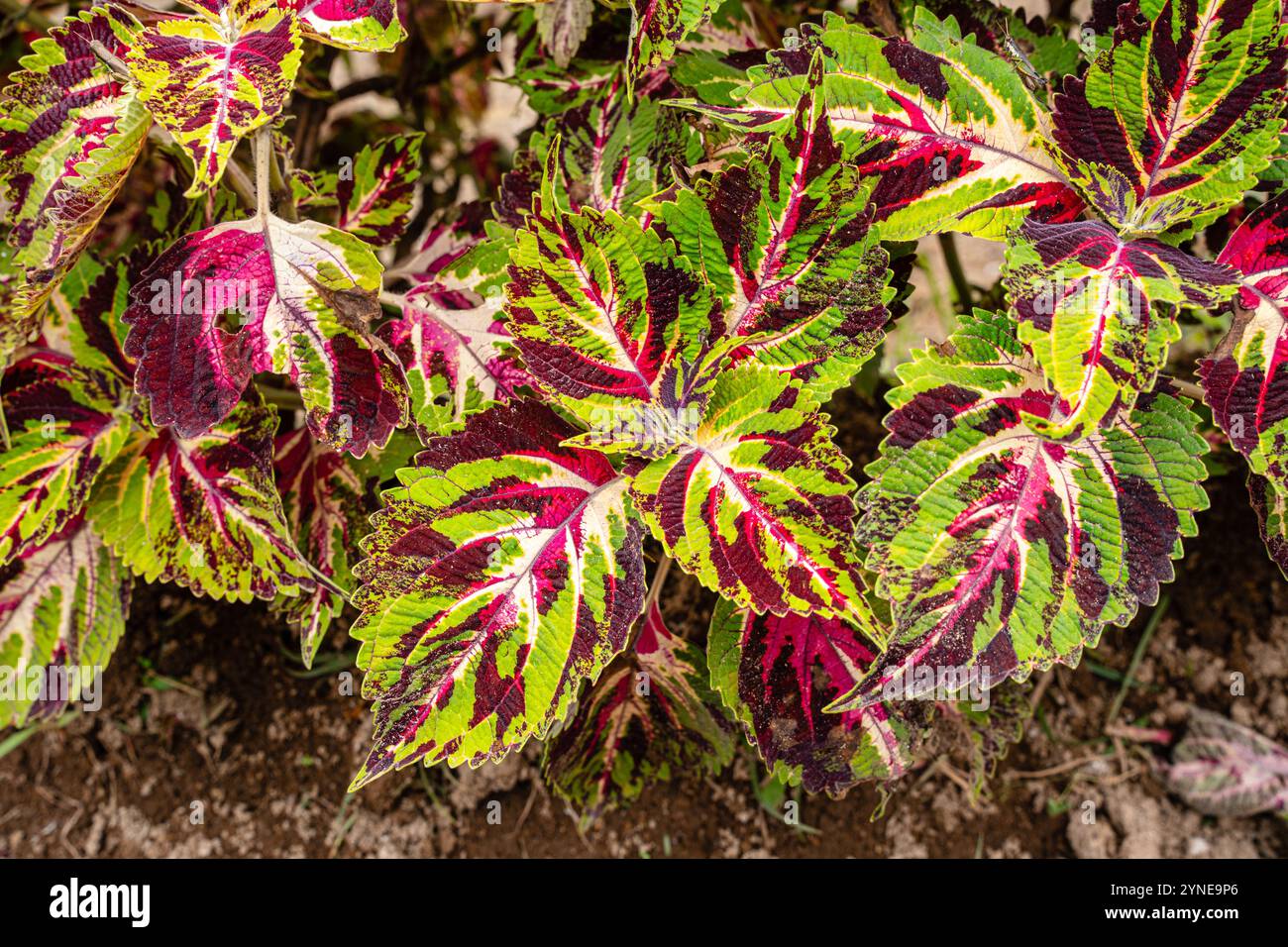 Coleus scutellarioides, commonly known as coleus, is a species of ...