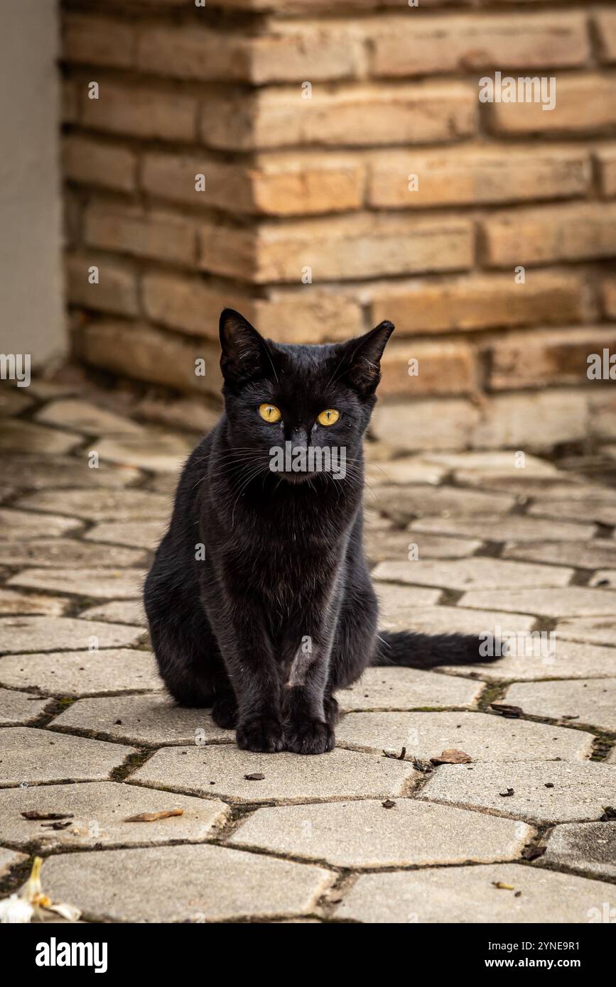 A cute black cat staring at the camera Stock Photo - Alamy