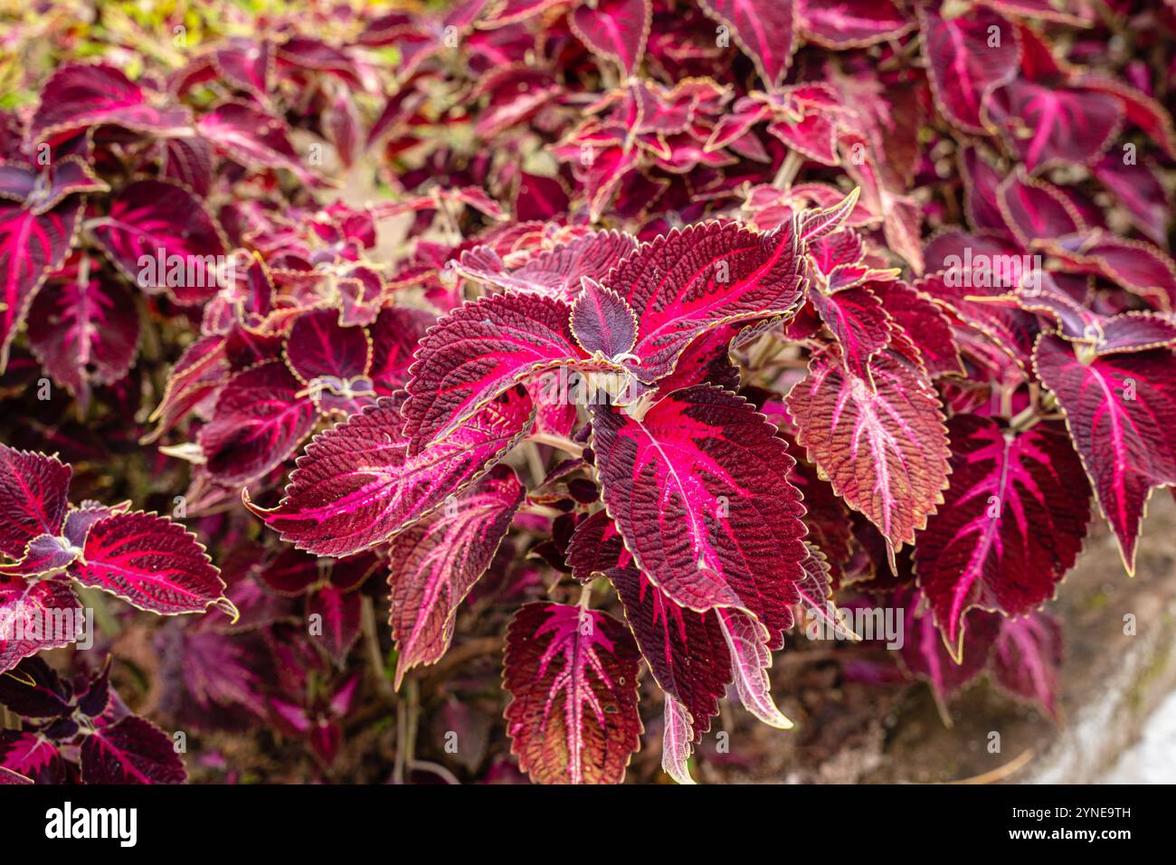 Coleus scutellarioides, commonly known as coleus, is a species of ...