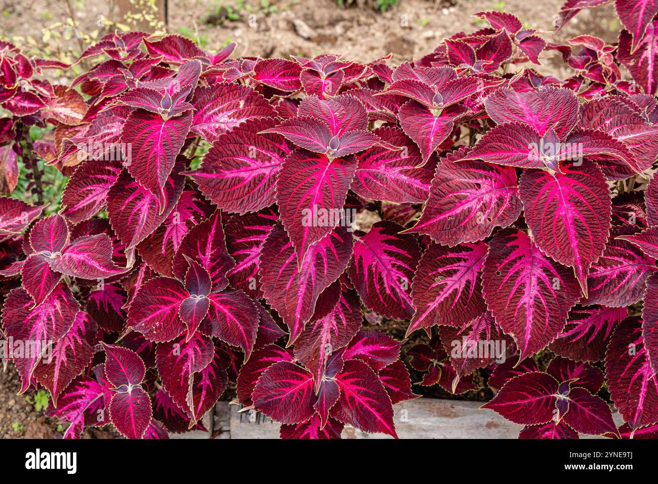 Coleus scutellarioides, commonly known as coleus, is a species of ...