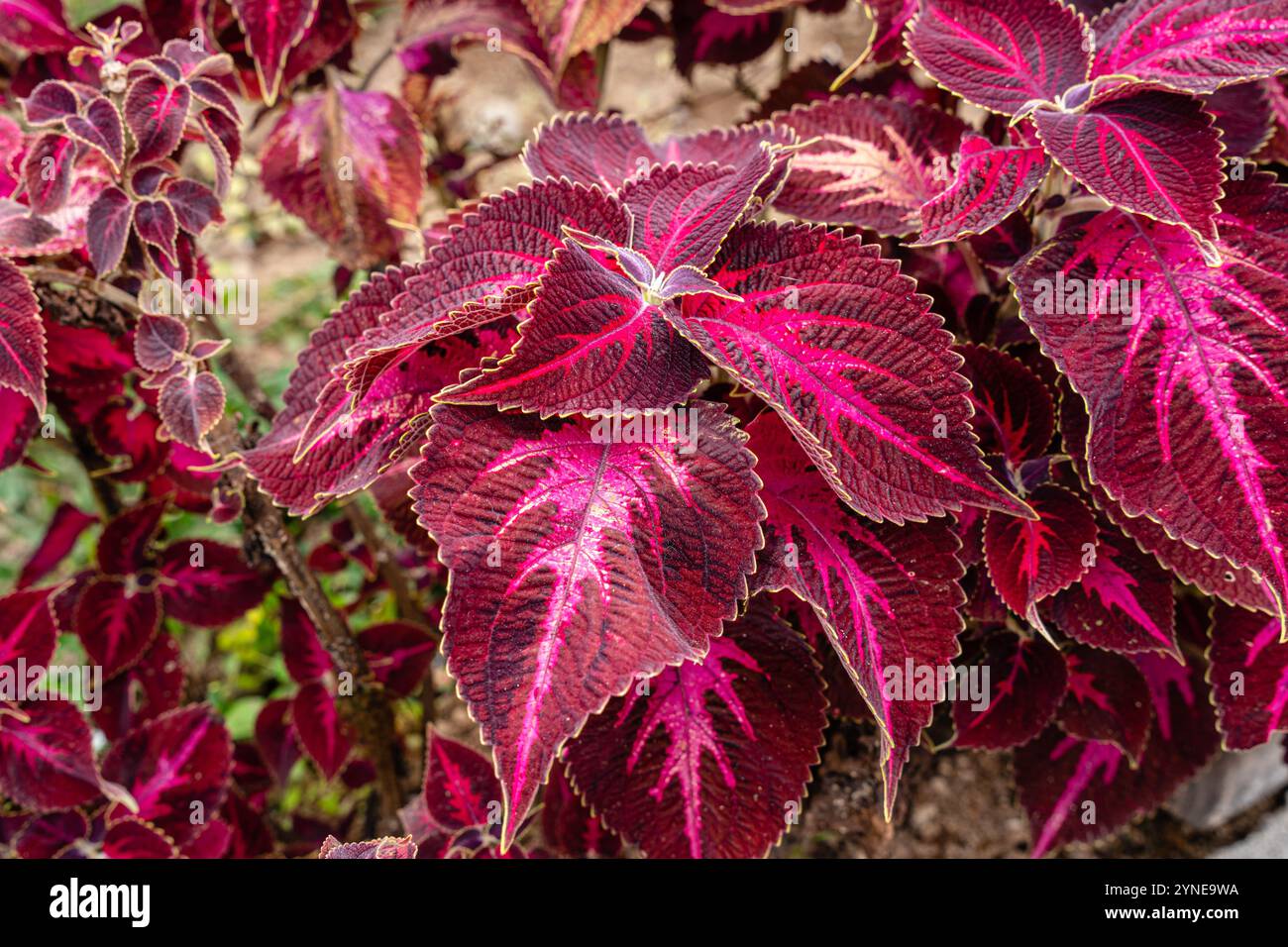 Coleus scutellarioides, commonly known as coleus, is a species of ...