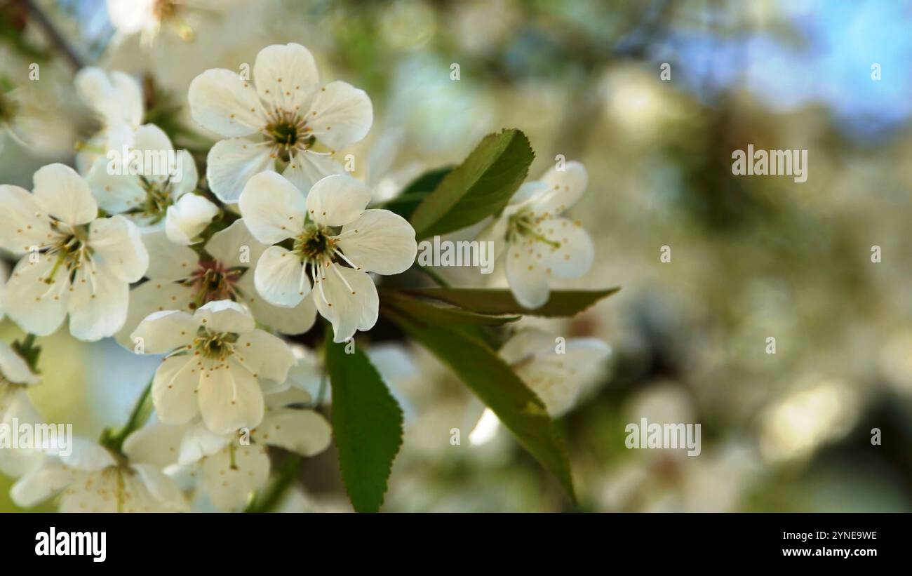 Cherry good day hi-res stock photography and images - Alamy