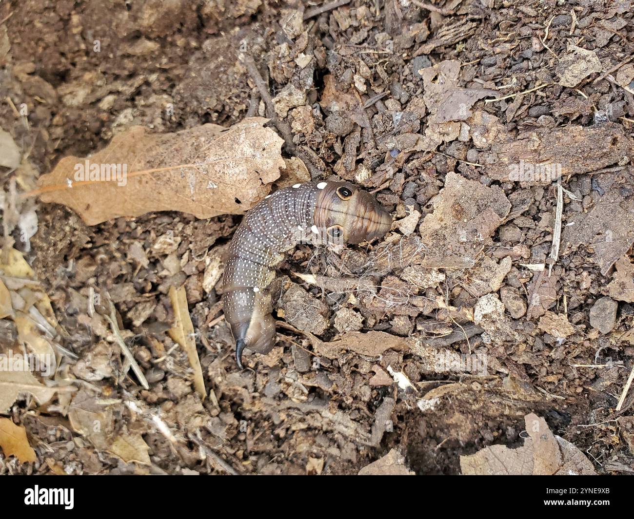 Moth Larva larvae of the Falcon Sphinx Moth, Xylophanes falso, Snake ...
