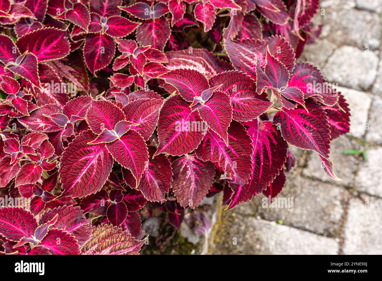 Coleus scutellarioides, commonly known as coleus, is a species of ...