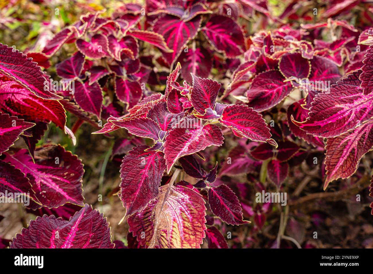 Coleus scutellarioides, commonly known as coleus, is a species of ...
