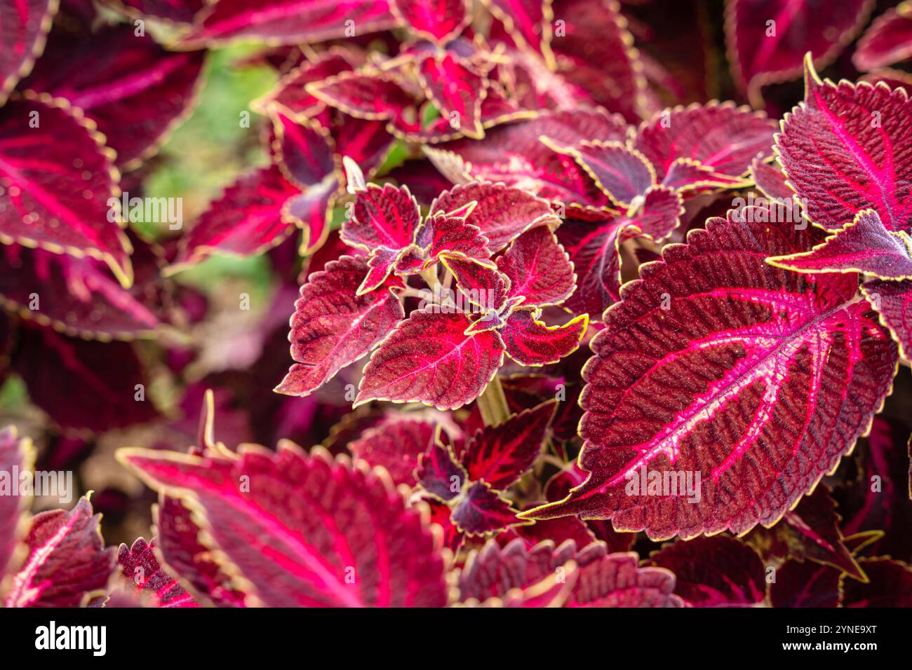Coleus scutellarioides, commonly known as coleus, is a species of ...