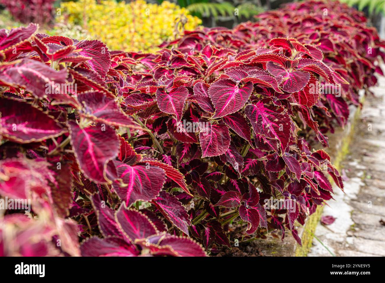 Coleus scutellarioides, commonly known as coleus, is a species of ...