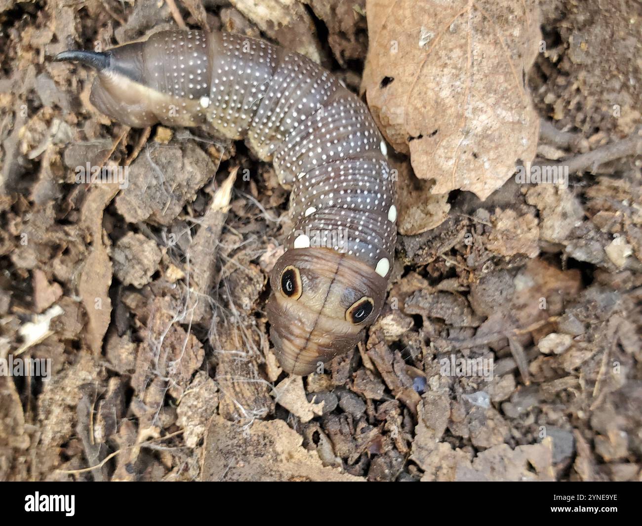 Falcon Sphinx Moth Larva, Xylophanes falso Stock Photo - Alamy