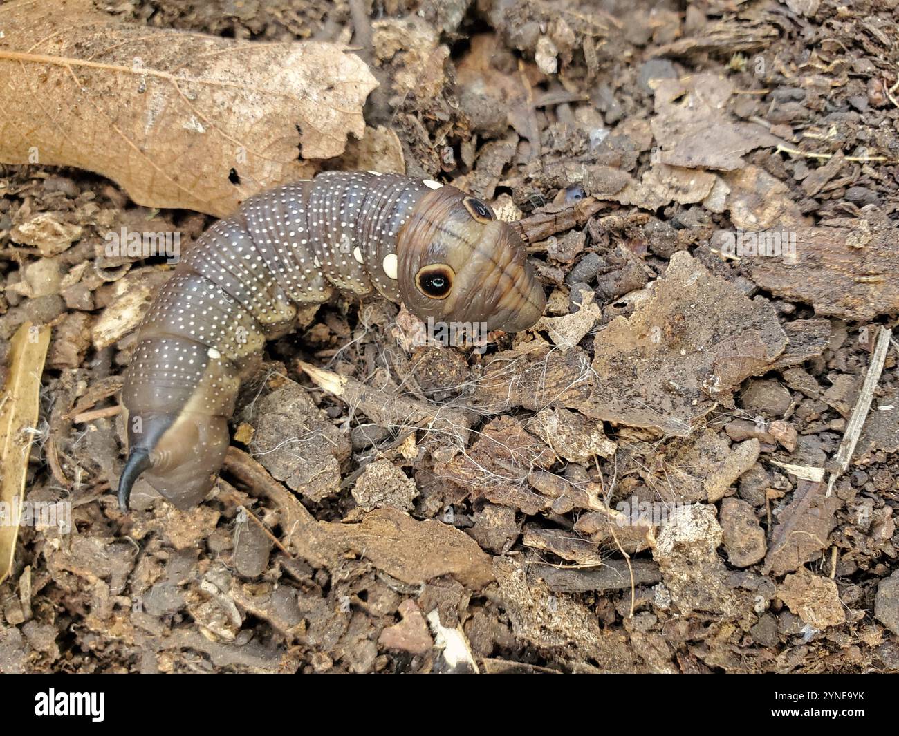 Moth Snake Mimic Larva larvae of the Falcon Sphinx Moth, Xylophanes ...
