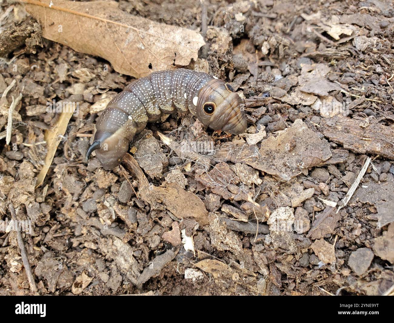 Arizona sphinx moth hi-res stock photography and images - Alamy