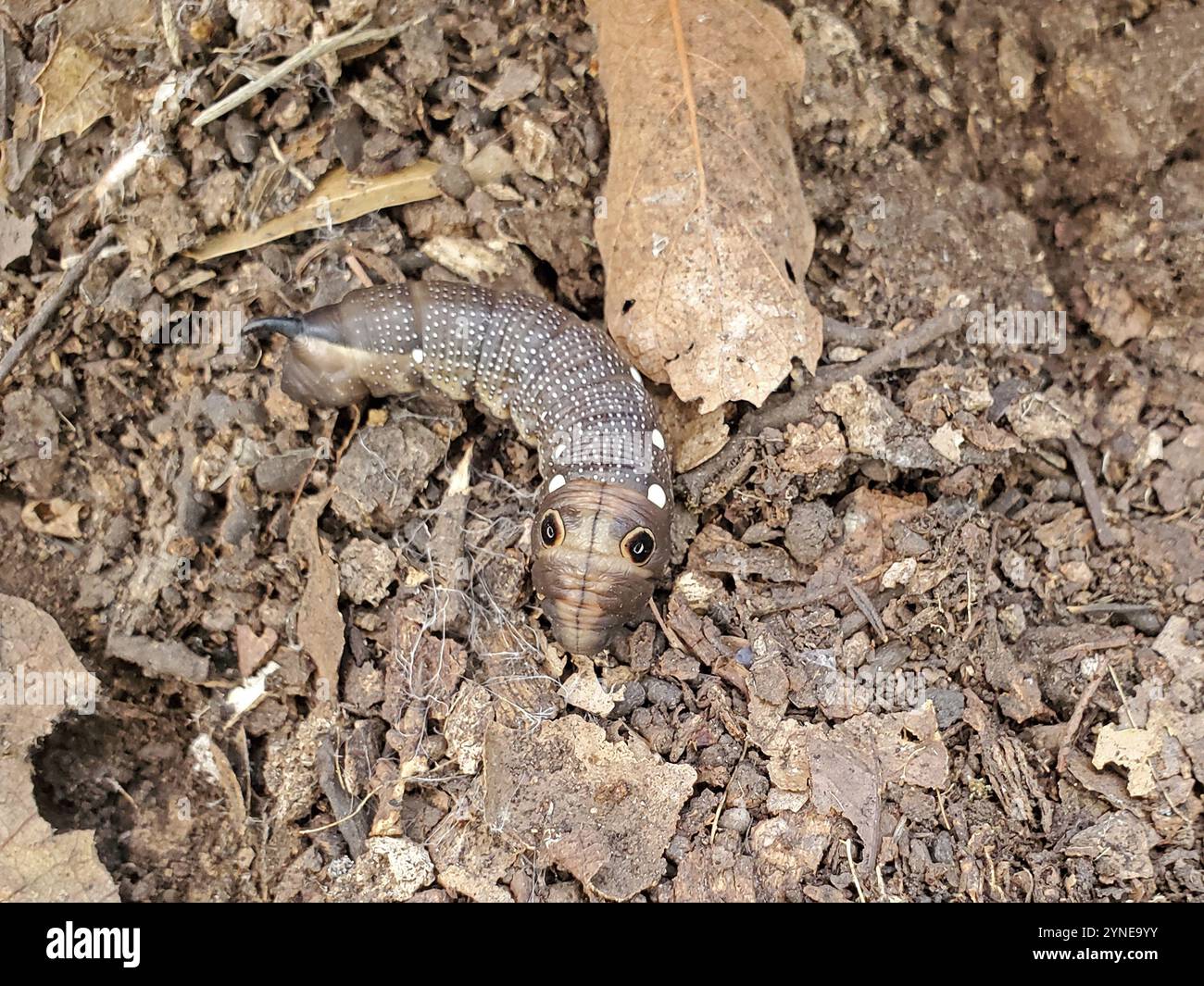 Arizona moth hi-res stock photography and images - Alamy