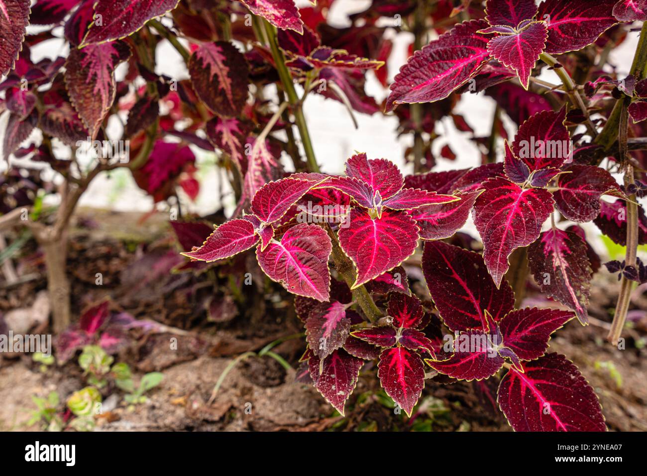 Coleus scutellarioides, commonly known as coleus, is a species of ...