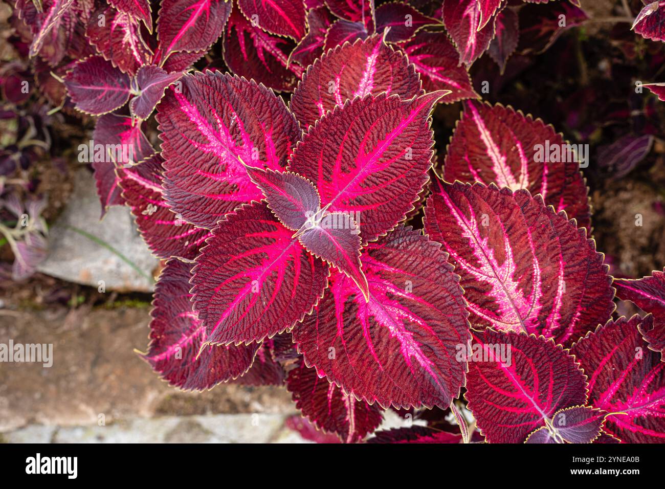 Coleus scutellarioides, commonly known as coleus, is a species of ...