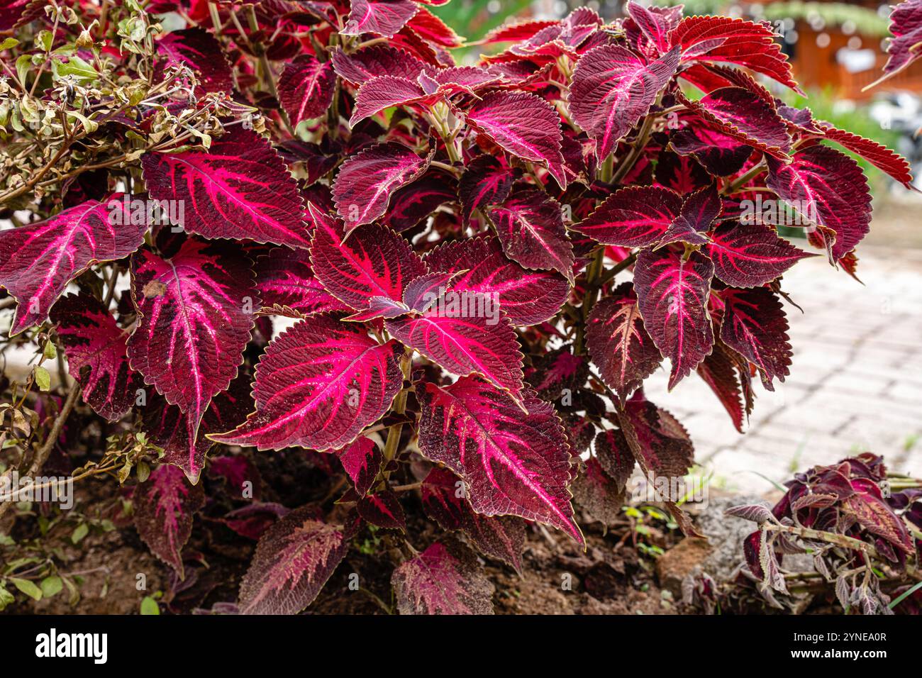 Coleus scutellarioides, commonly known as coleus, is a species of ...