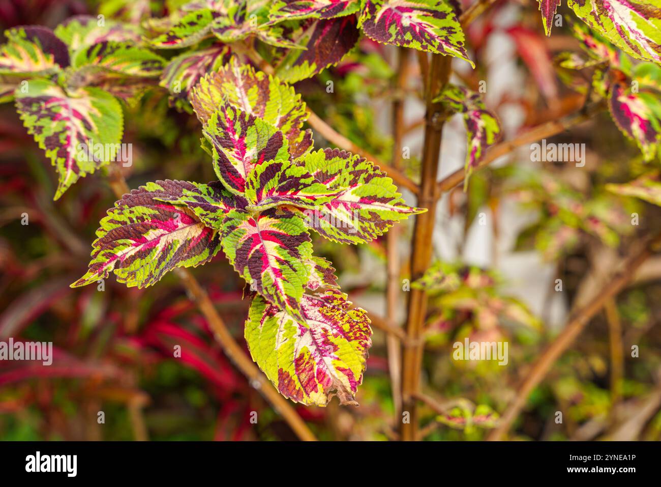 Coleus scutellarioides, commonly known as coleus, is a species of ...