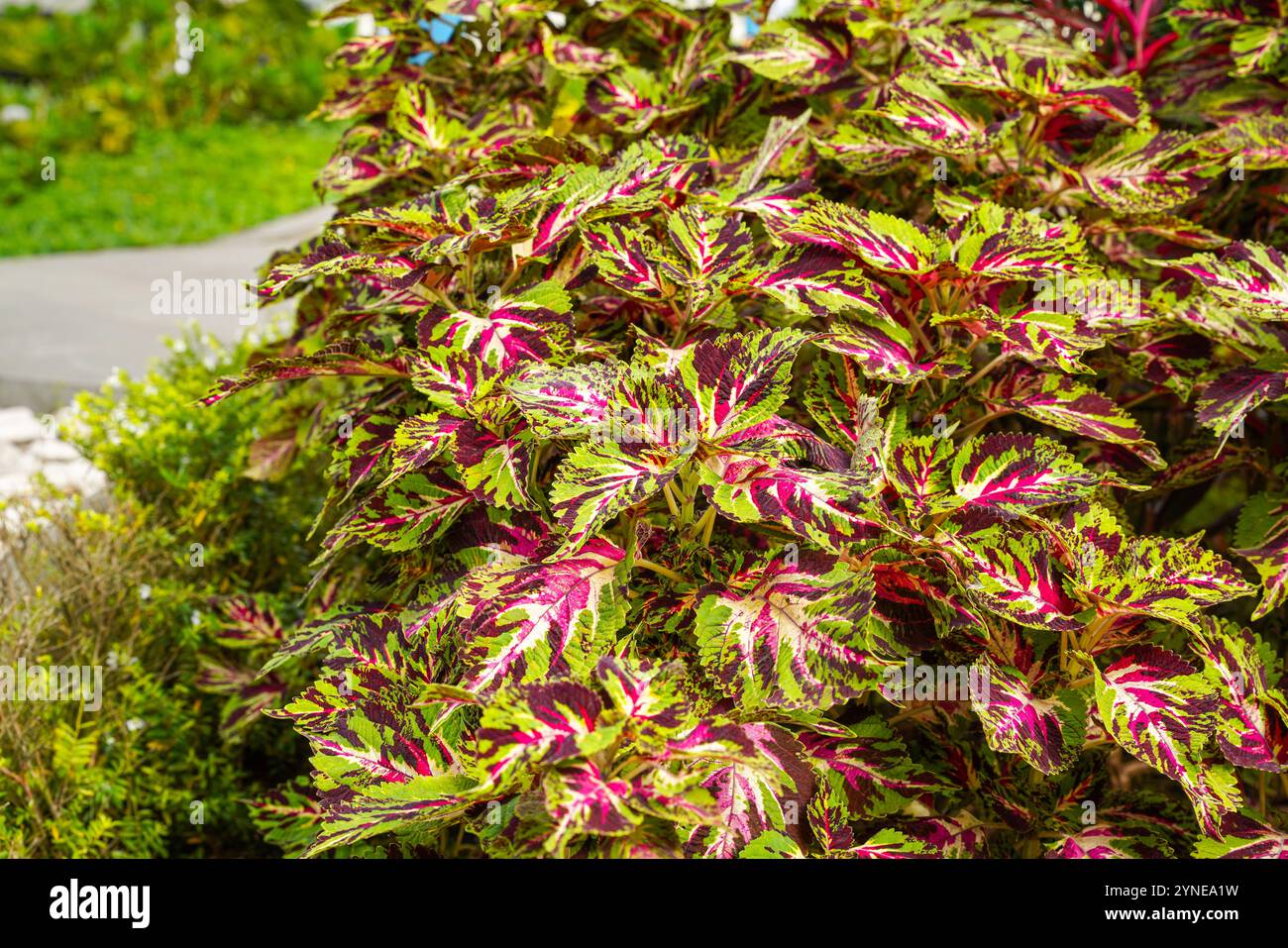 Coleus scutellarioides, commonly known as coleus, is a species of ...