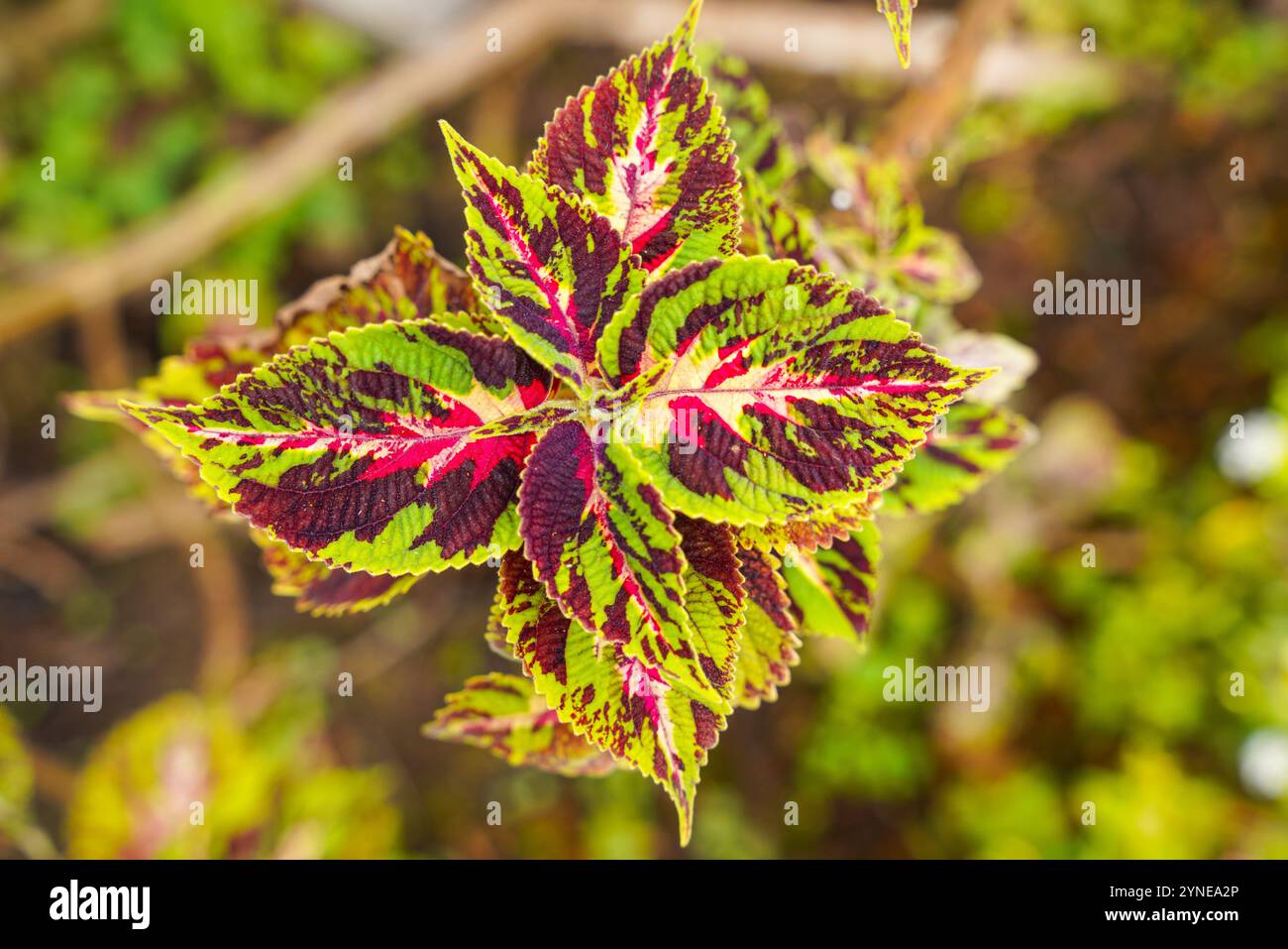 Coleus scutellarioides, commonly known as coleus, is a species of ...