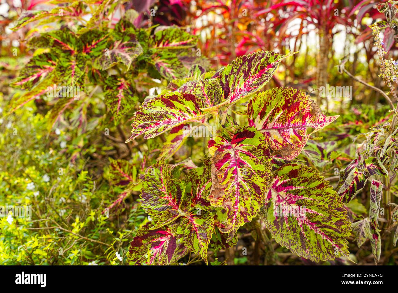 Coleus scutellarioides, commonly known as coleus, is a species of ...