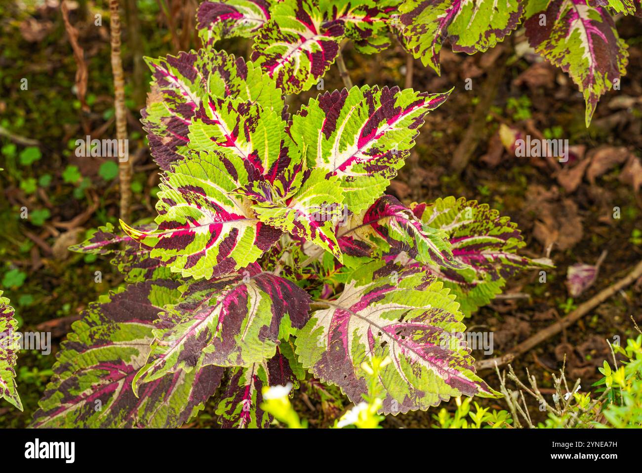Coleus scutellarioides, commonly known as coleus, is a species of ...